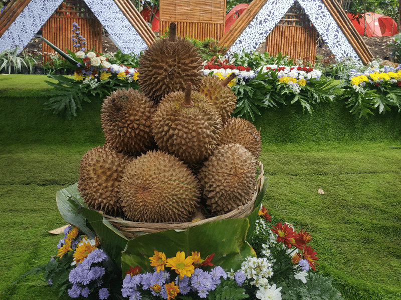 Selamat!!! Kini Banyuwangi Memiliki Lima Varietas Durian Merah yang ...